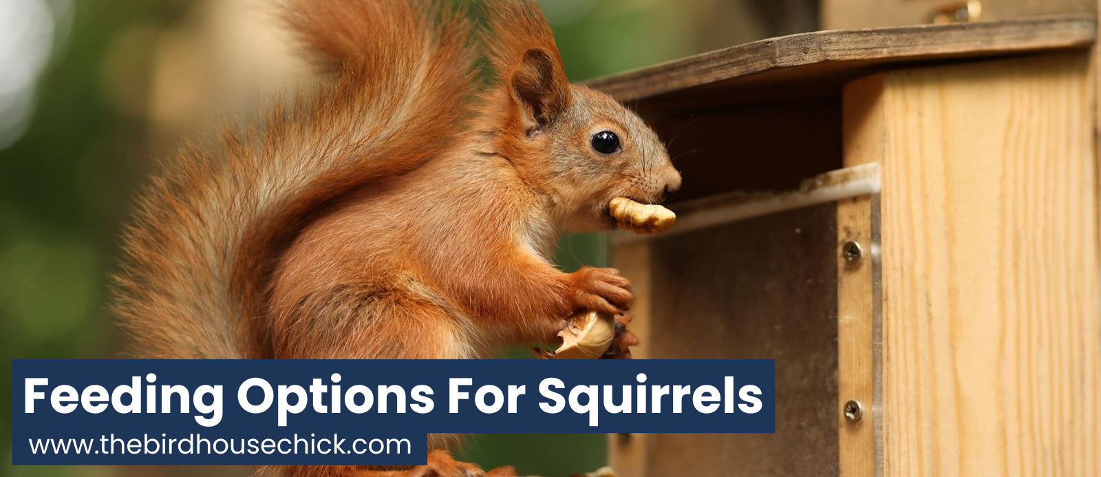 What to Feed Squirrels and How to Attract Them with a Feeder