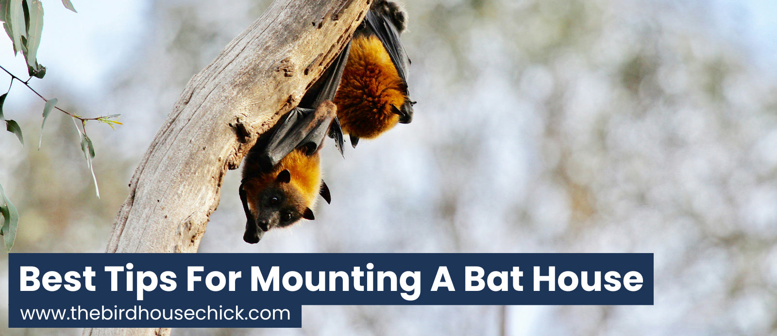 3 Practical Tips & Tricks on Where to Mount a Bat House