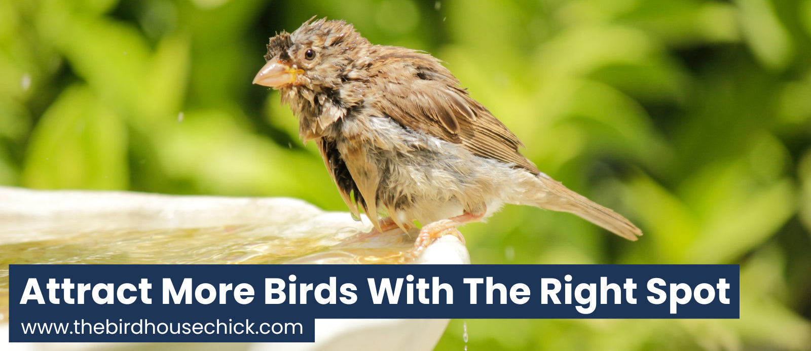 Where to Place a Bird Bath: A Guide for Backyard Birdwatchers