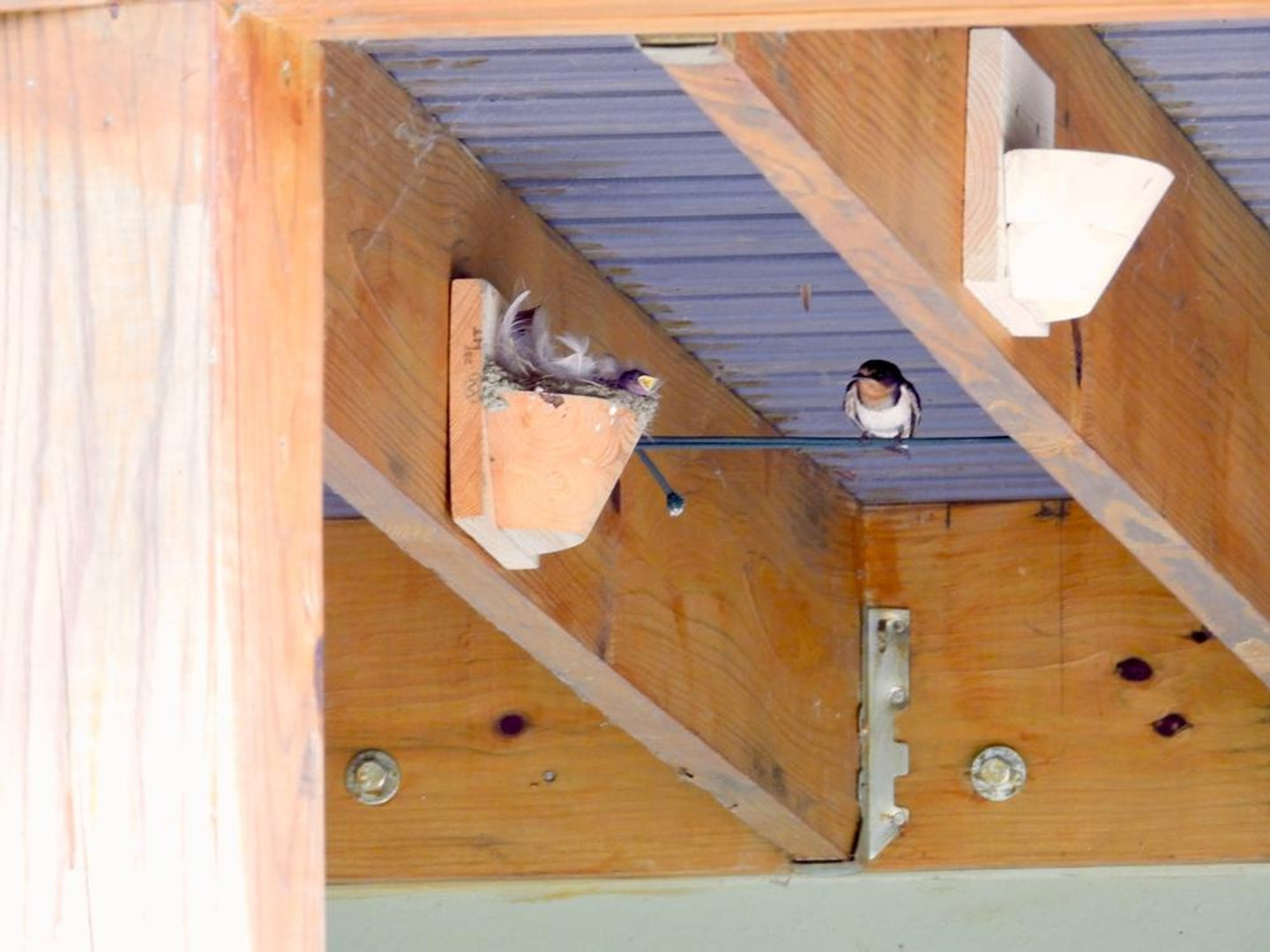 Nest Cups for Barn Swallows - Set of 2 | The Birdhouse Chick