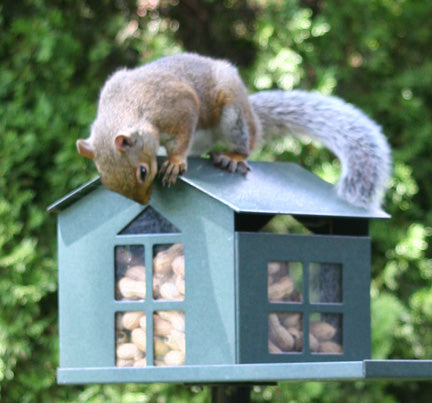 Durable Metal Squirrel Feeder