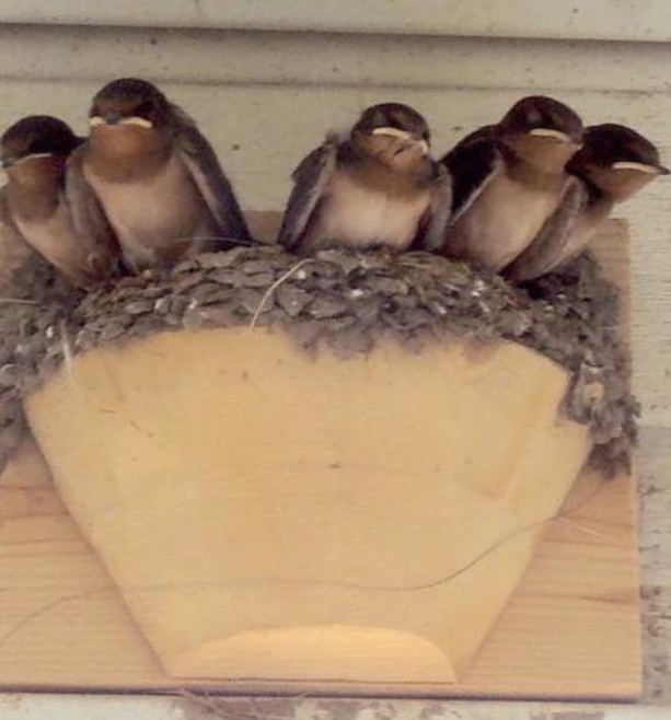 Nest Cups for Barn Swallows - Set of 2 | The Birdhouse Chick
