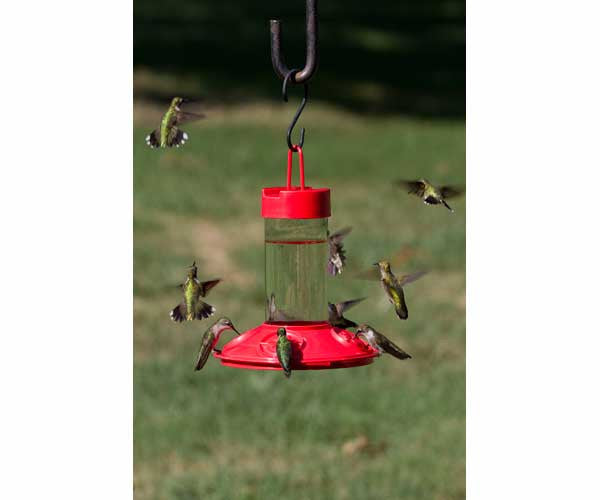 Dr. JB's Clean Hummingbird Feeder & Hummer Helmet - The Birdhouse Chick
