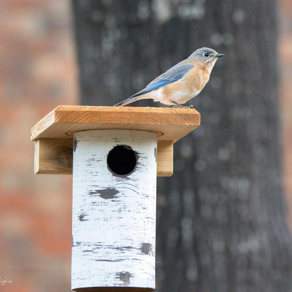 Eastern Bluebird Nest Box