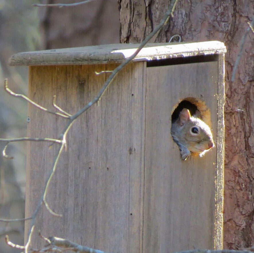 Squirrel House | Houses for Squirrels |Squirrel Shelters - The ...